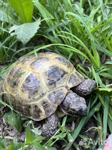 Черепаха сухопутная