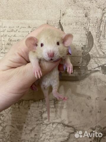 Крысята дамбо рыжики