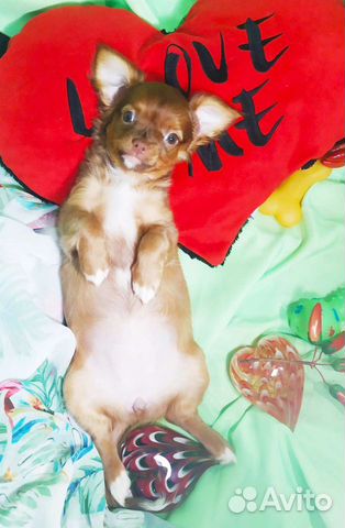 Щенки чихуахуа длинношерстные