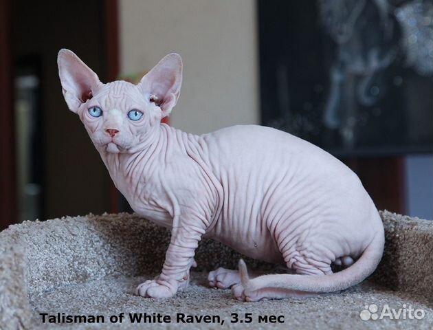 Котята (котики) канадского сфинкса