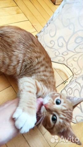 Кошка в дар бесплатно