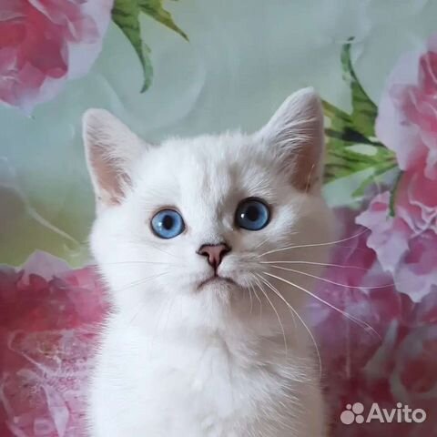 Британская Шиншилла Пойнт