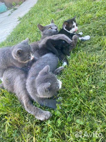Котята в добрые руки от Русской голубой