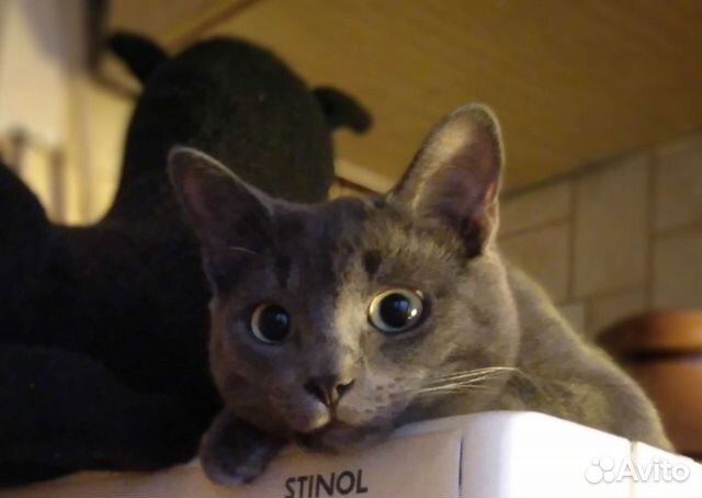 Метис русской голубой