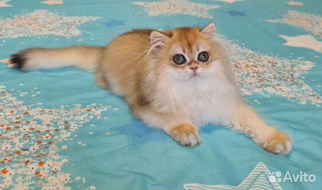 Британская золотая шиншилла