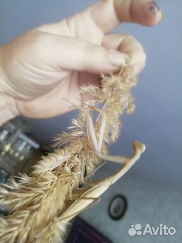 Орхидейный богомол