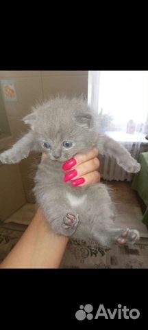 Британочка кошечка