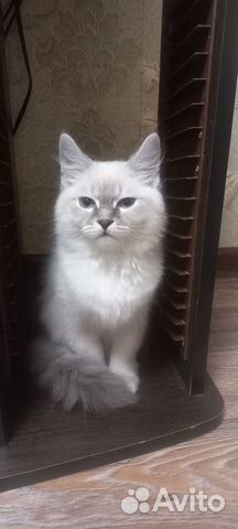 Шикарный невский маскарадный котенок