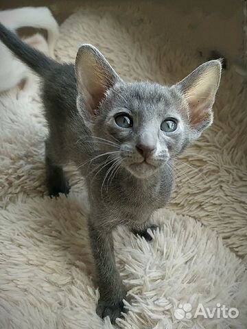 Ориентальные котята