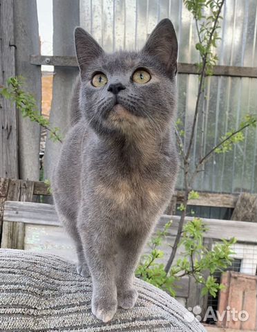 Шотландская кошка