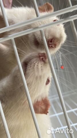 2 Крысы в добрые руки