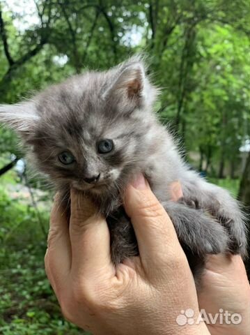 Кошечка в добрые руки