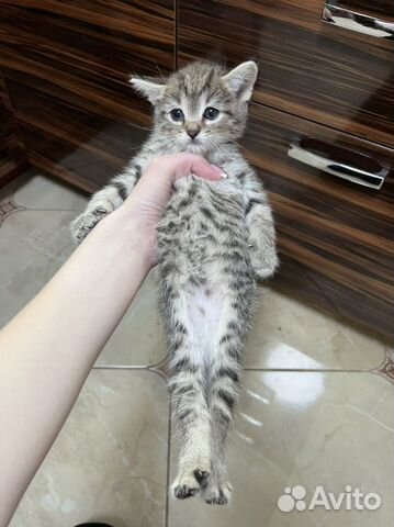 Кот