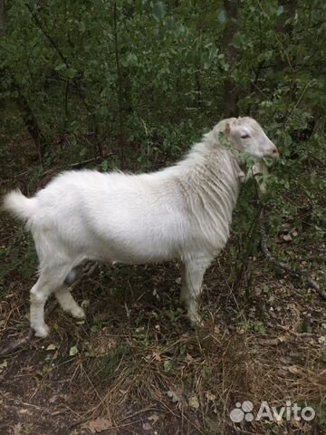 Козел вязка продажа