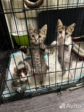 Котята в беде