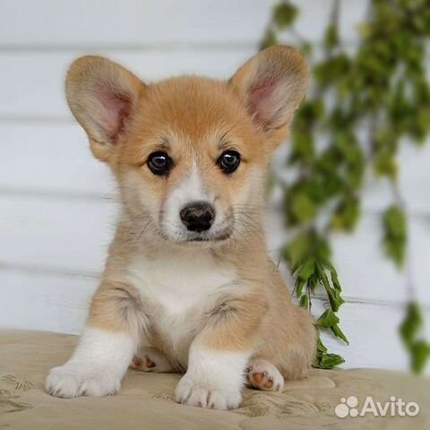 Щенок Вельш корги пемброк мальчик