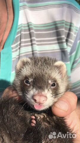 Хорек с клеткой