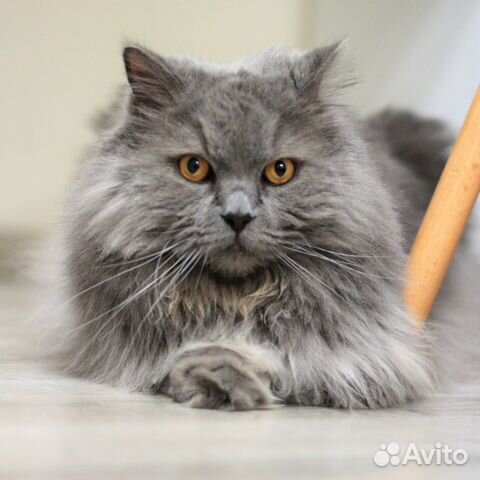Британский длинношерстный кот бесплатно