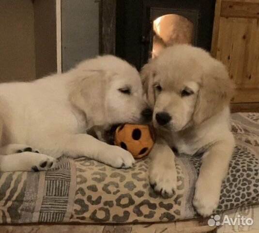 Золотистый ретривер- два мальчика