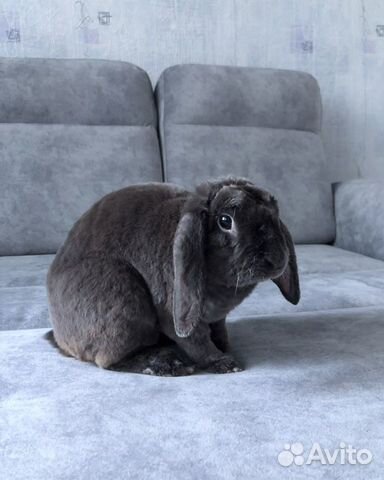 Декоративный кролик с клеткой