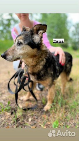 Собака в добрые руки. Dasha