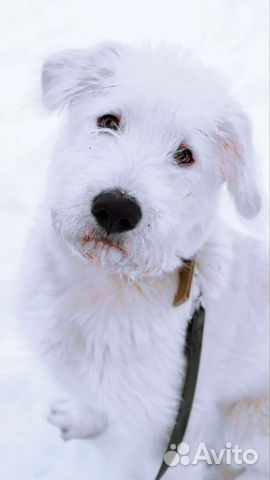 Метис южно- русской овчарки