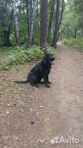 В добрые руки бесплатно отдам чёрного лабрадора