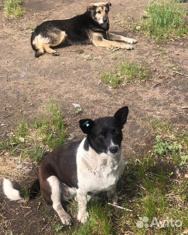 Собака в добрые руки