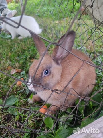 Декоративные кролики в добрые руки