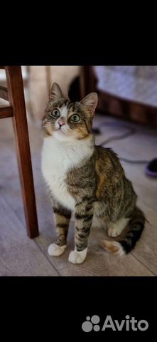 Печенька кошка 1 год