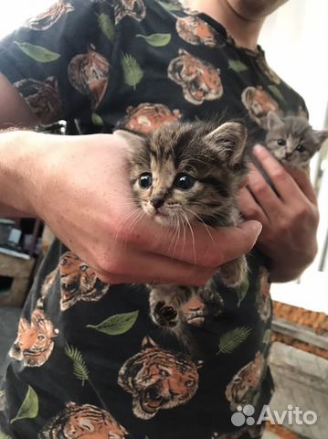 Шотландские котята