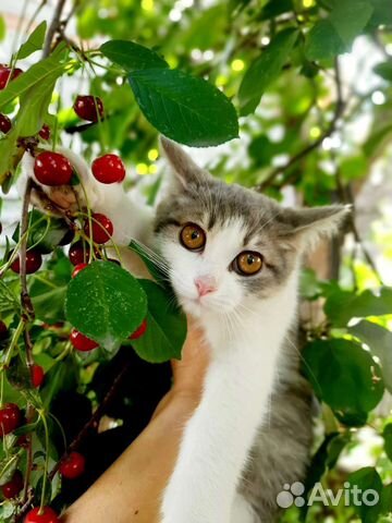 Кошечка в добрые руки