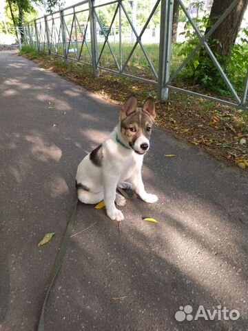 Отдадим щенка