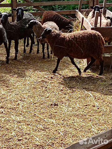 Баранчики романовские январские