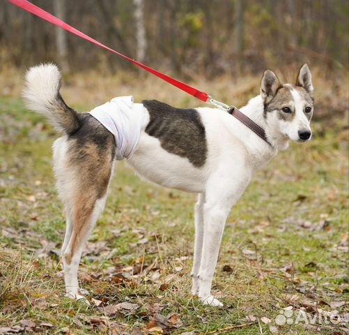 Собака Тоня в добрые руки