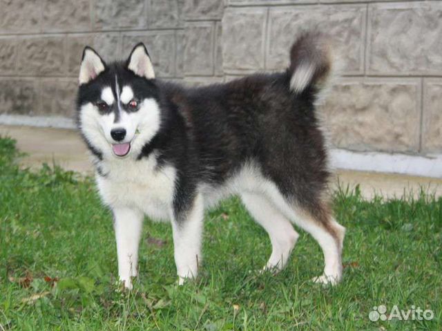 Помски мини размер кобель