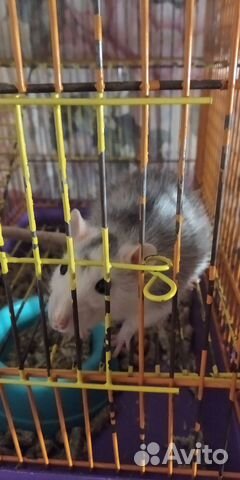 Отдам декоративных крыс