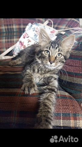 Котёнок (мальчик 4 мес)