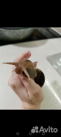 Улитки ахатины бесплатно большие