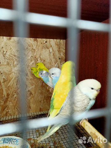 Волнистые попугаи