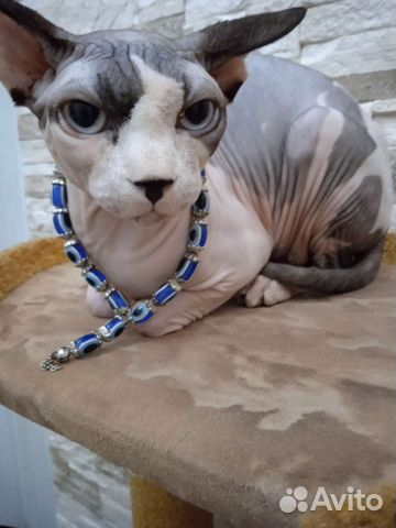 Канадские сфинксы