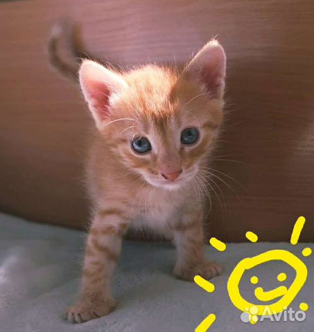 Кошка в дар бесплатно