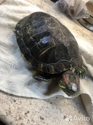 Черепаха