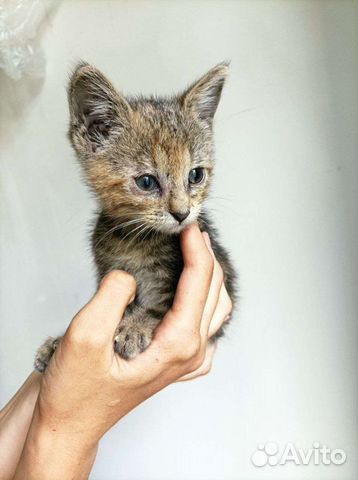 Котенок в добрые руки