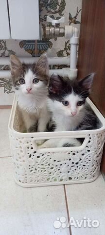 Два кота и одна кошечка