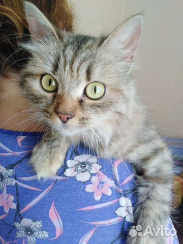 Кошки в добрые руки бесплатно