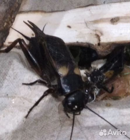 Сверчки певчие Двупятнистые