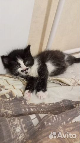 Котенок