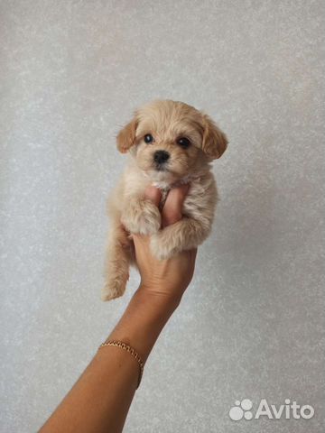 Мальтипу Ф1 кукольная девочка Карамелька