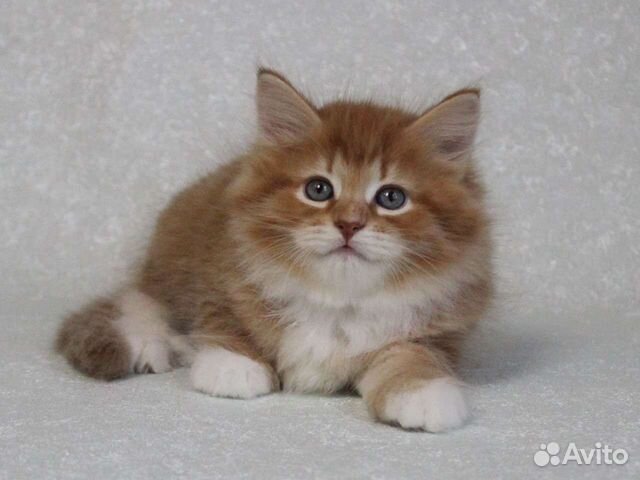 Зеленогразый сибирский красавец